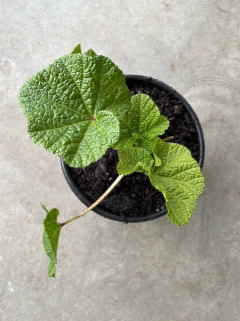 Alcea 'Mars Magic' (Hollyhock) – Moonflower Gardens