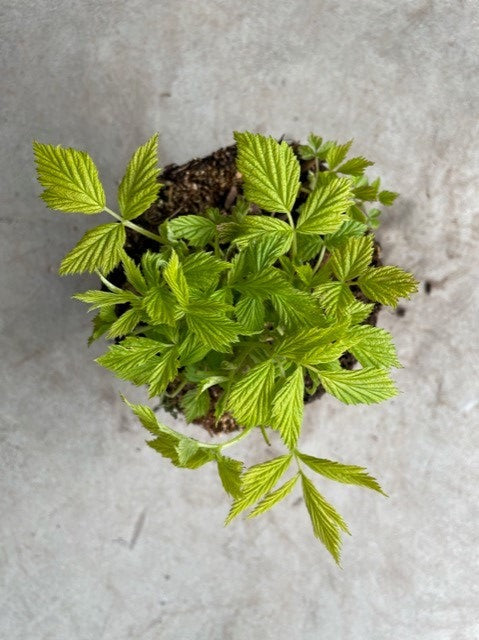 Rubus Idaeus 'Heritage' (Raspberry) – Moonflower Gardens
