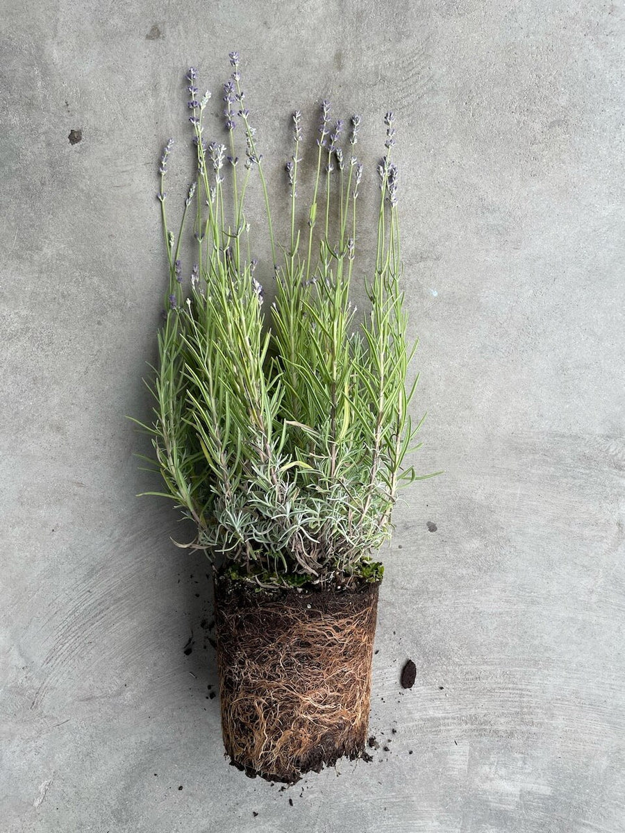 Lavandula Intermedia 'Provence' (French Lavender) – Moonflower Gardens